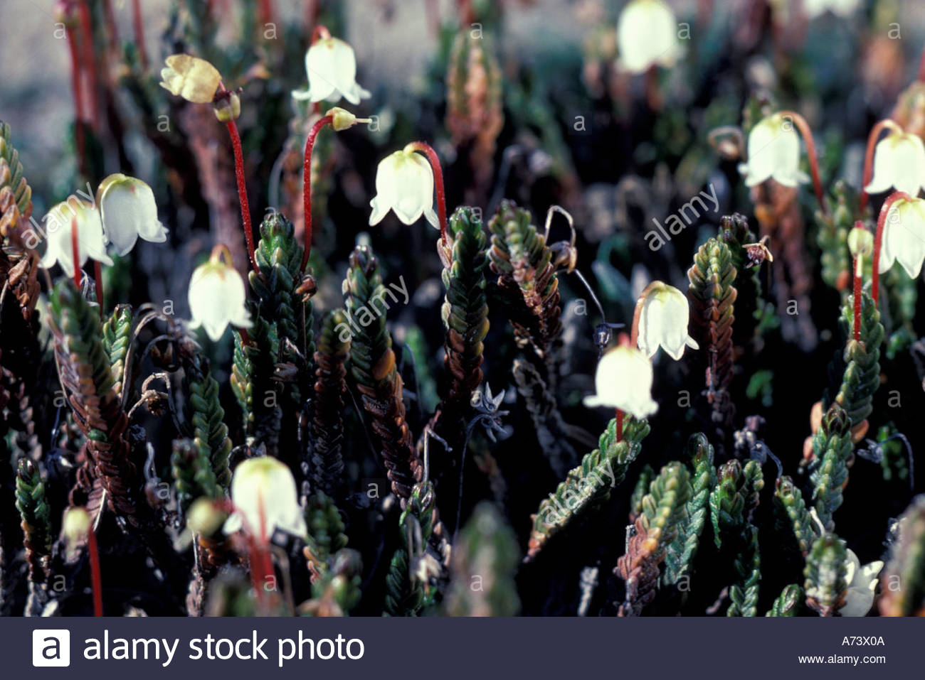 Northwest Territories Flower High Resolution Stock Photography and ...
