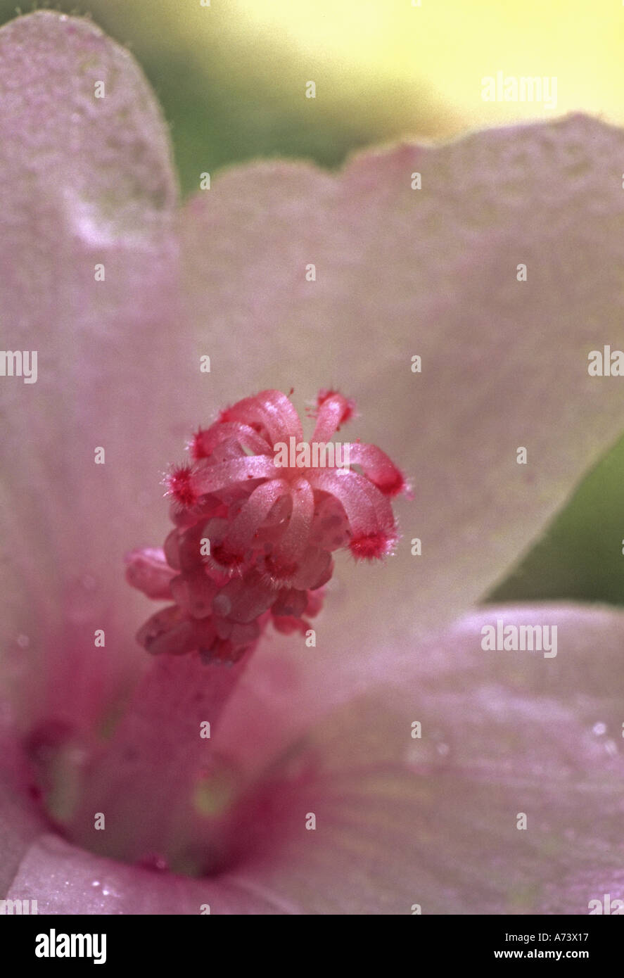 Reproductive Organs of Pink Flower Stock Photo - Alamy