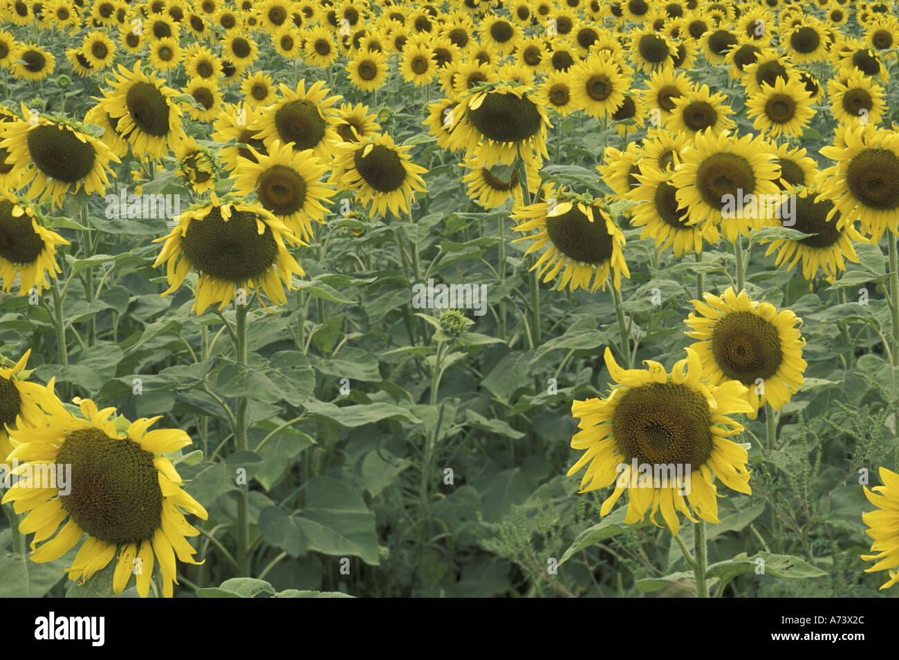 USA, Iowa. Field of sunflowers (Helianthus annuus Stock Photo - Alamy