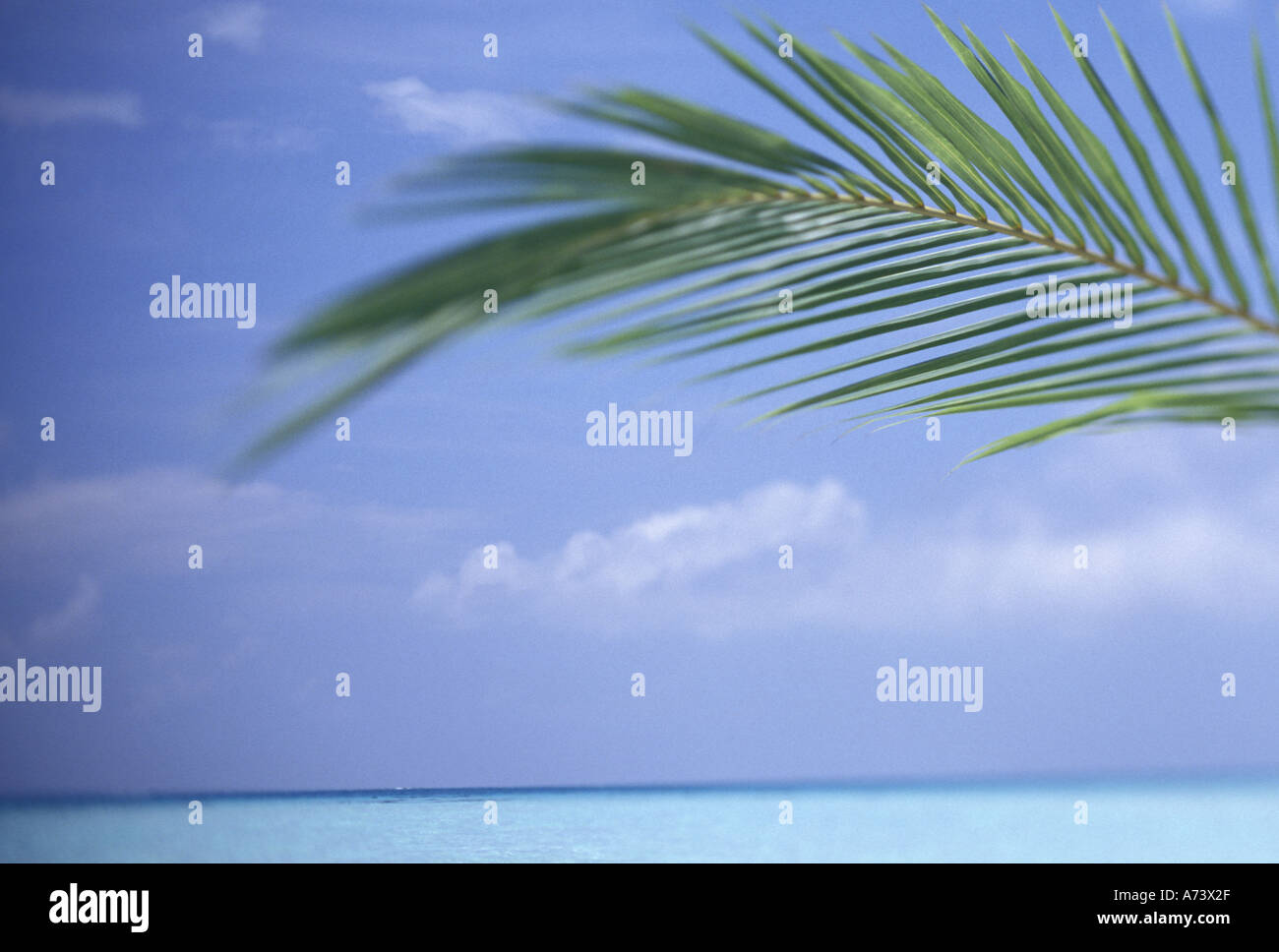 Palm frond over tropical water Stock Photo - Alamy