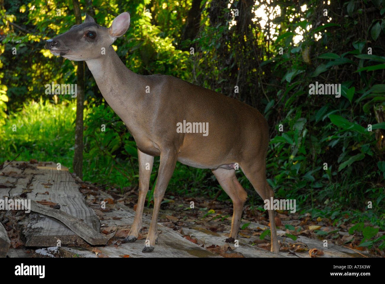 Central American red brocket deer, Manuel Antonio, Central Pacific ...