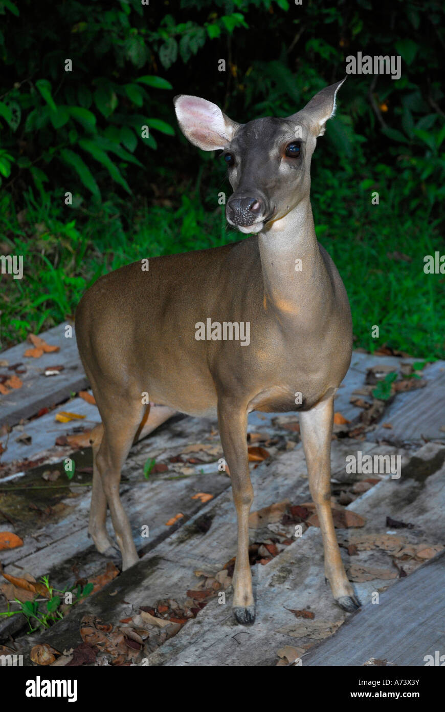Red brocket deer mazama americana hi-res stock photography and images ...