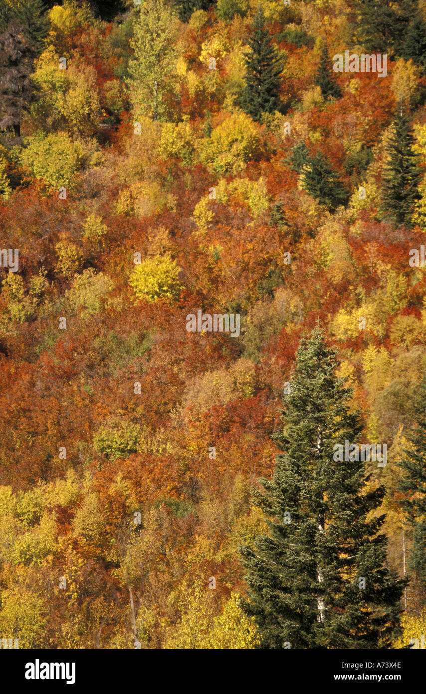 USA, Pacific Northwest Fall folliage Stock Photo - Alamy