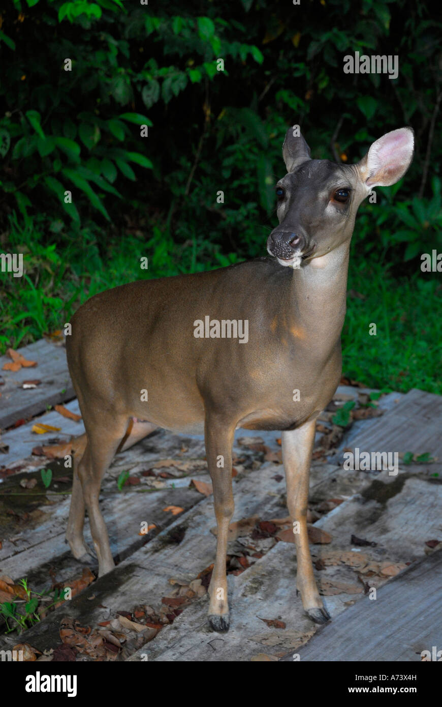 Central American red brocket deer, Manuel Antonio, Central Pacific ...