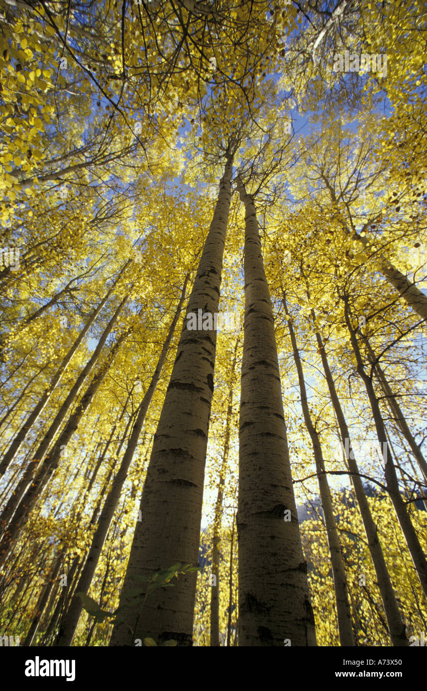USA, Washington, Stevens Pass Fall-colored aspen trees (Populus ...