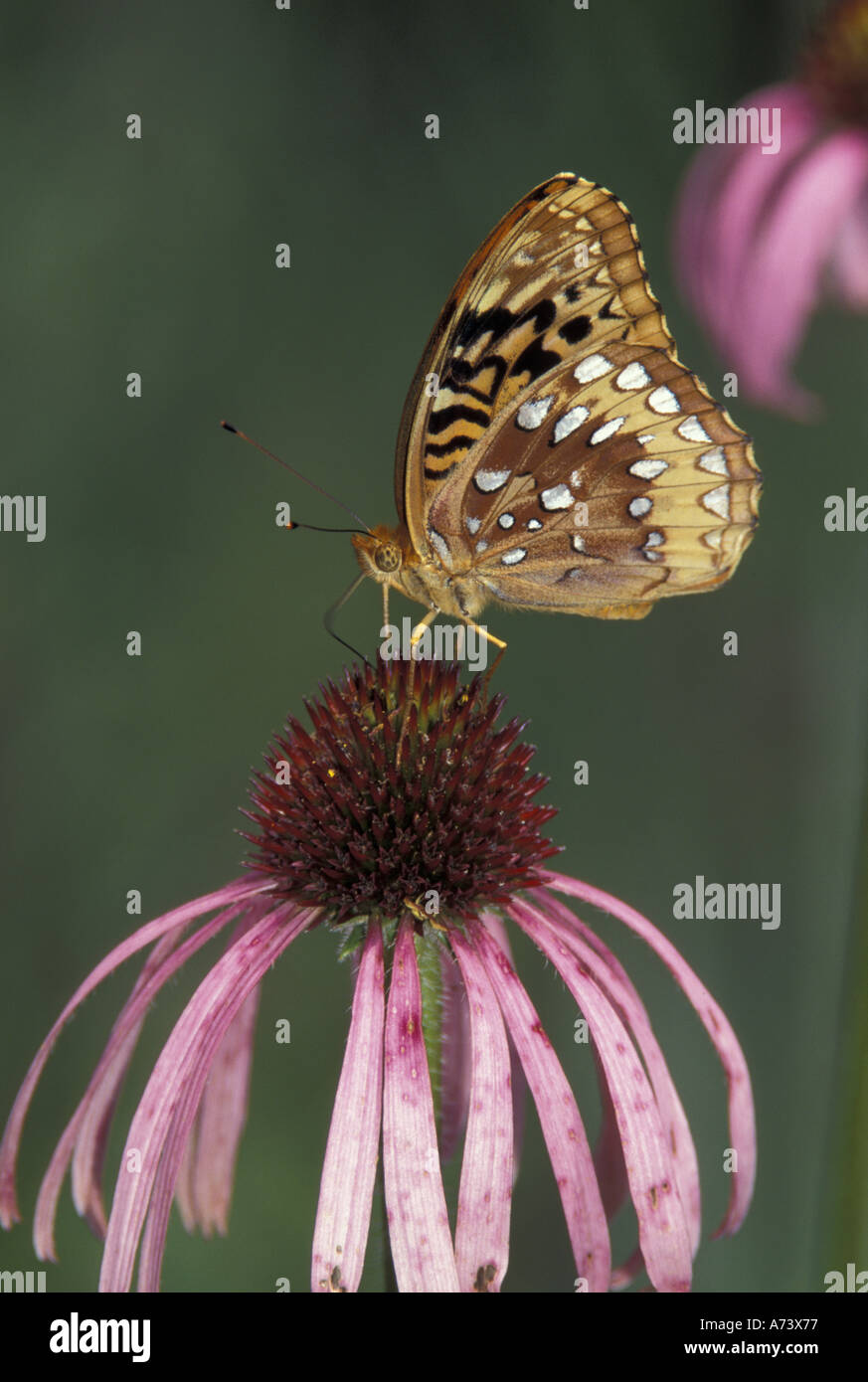 Great Spangled Fritillary on pale purple coneflower (Speyeria cybele ...