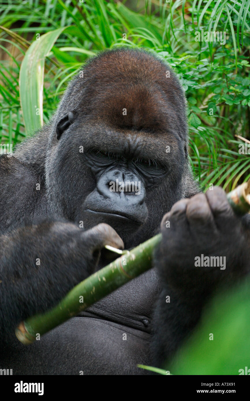 Silverback Lowland Gorilla working with tool, Gorilla Captive Stock ...
