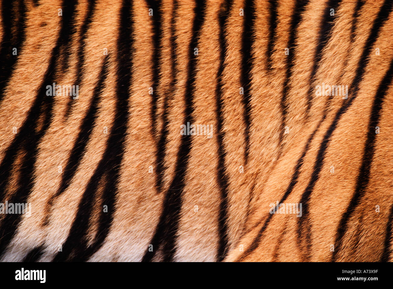 Tiger pattern hi-res stock photography and images - Alamy