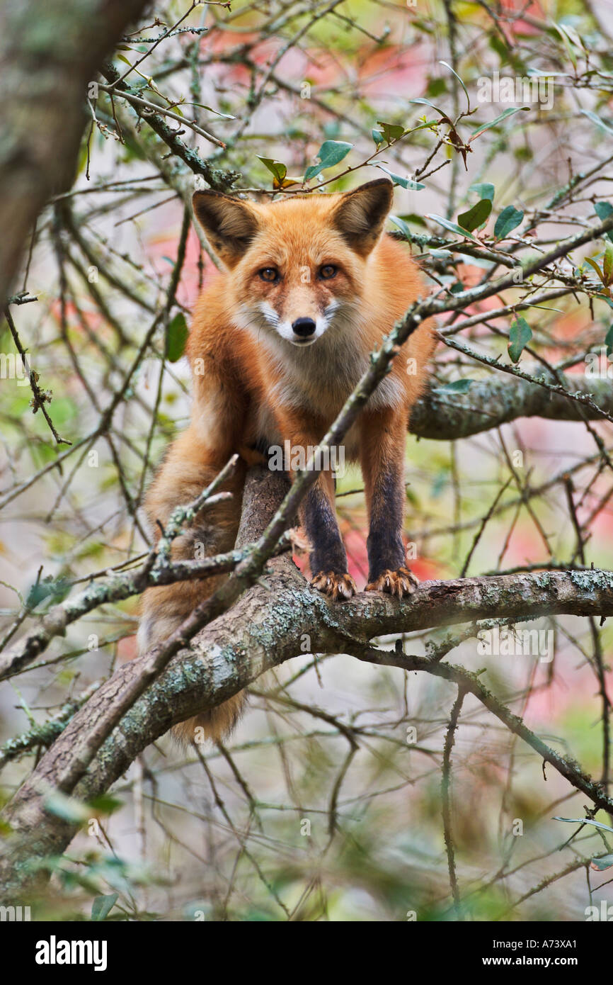 Red Fox in tree, Vulpes vulpes Stock Photo - Alamy