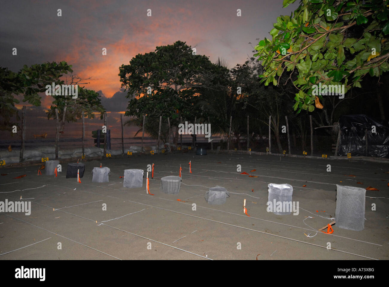 Olive Ridley Sea Turtle hatchery, Matapalo Beach, Puntarenas Province ...