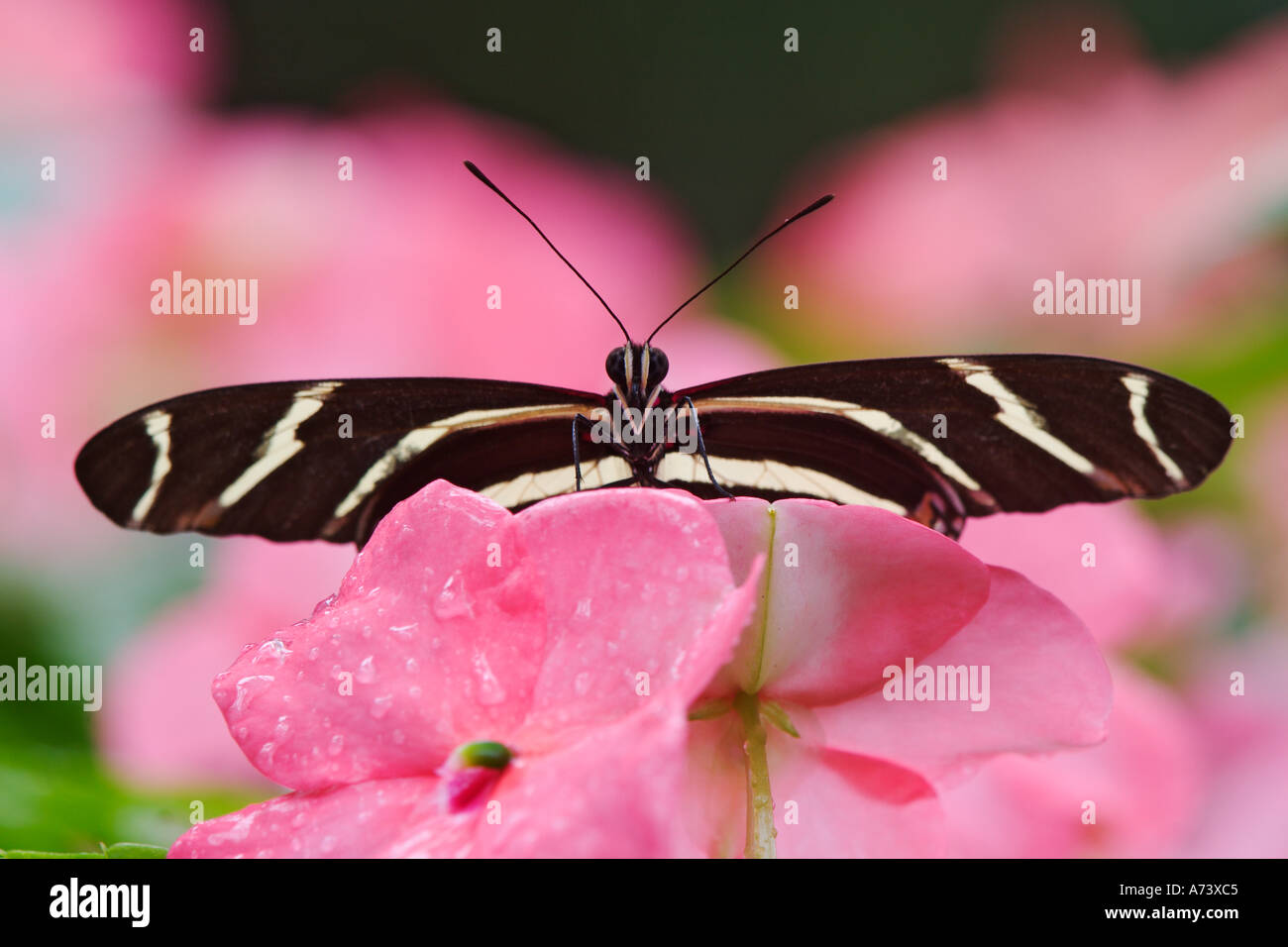 Zebra Longwing, Heliconius charitonius Stock Photo - Alamy