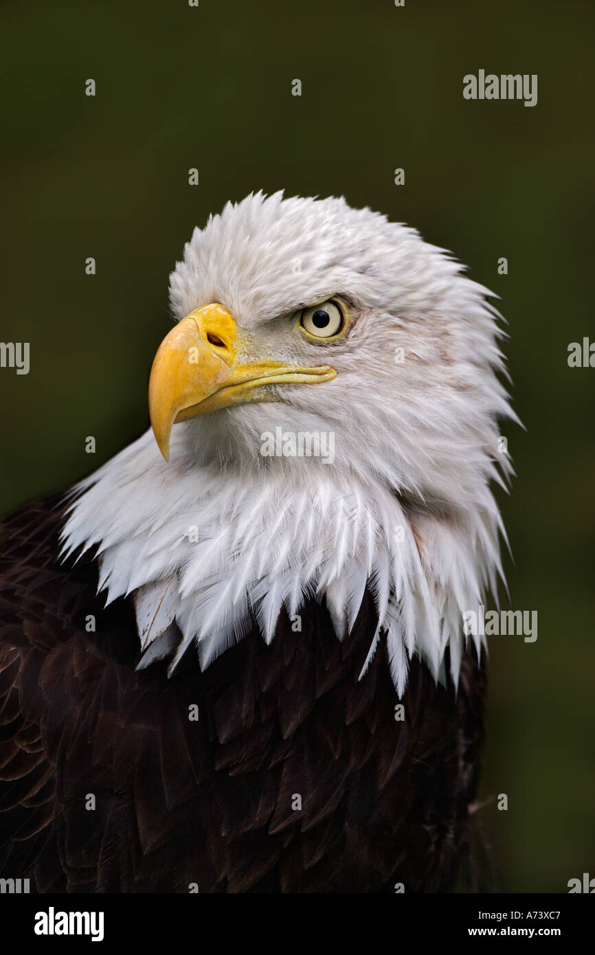 Adult Bald Eagle Portrait, Haliaeetus leucocephalus Stock Photo - Alamy