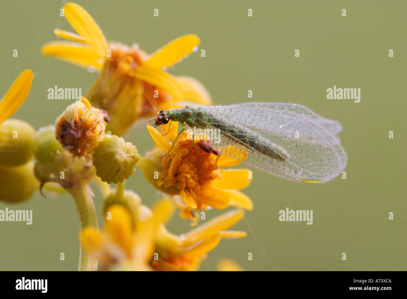 Green Lacewing, Chrysopa spp Stock Photo - Alamy