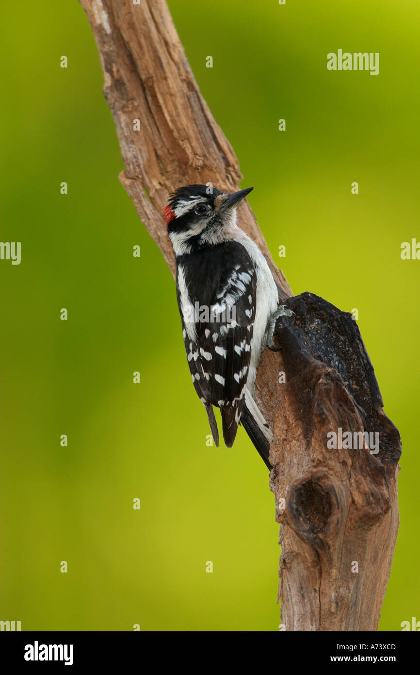 Downy Woodpecker, Picoides pubescens Stock Photo - Alamy