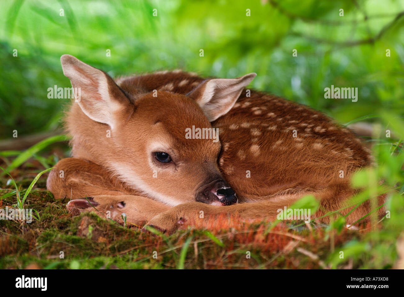 Two day old White-tailed Deer baby, Kentucky Stock Photo - Alamy