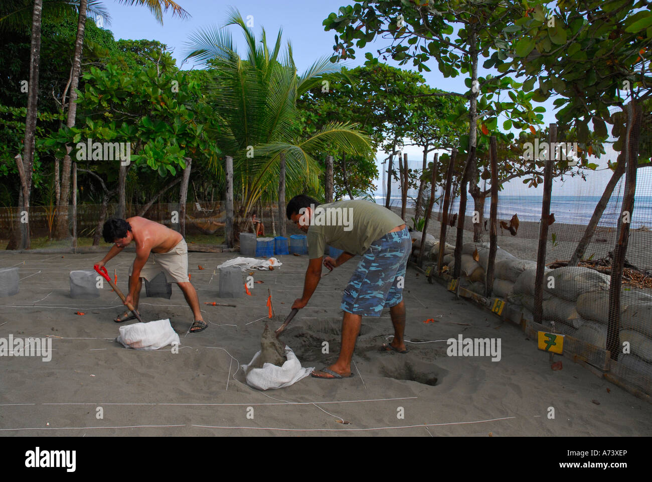 Volunteers digging in sea turtle hatchery, Matapalo Beach, Costa Rica ...