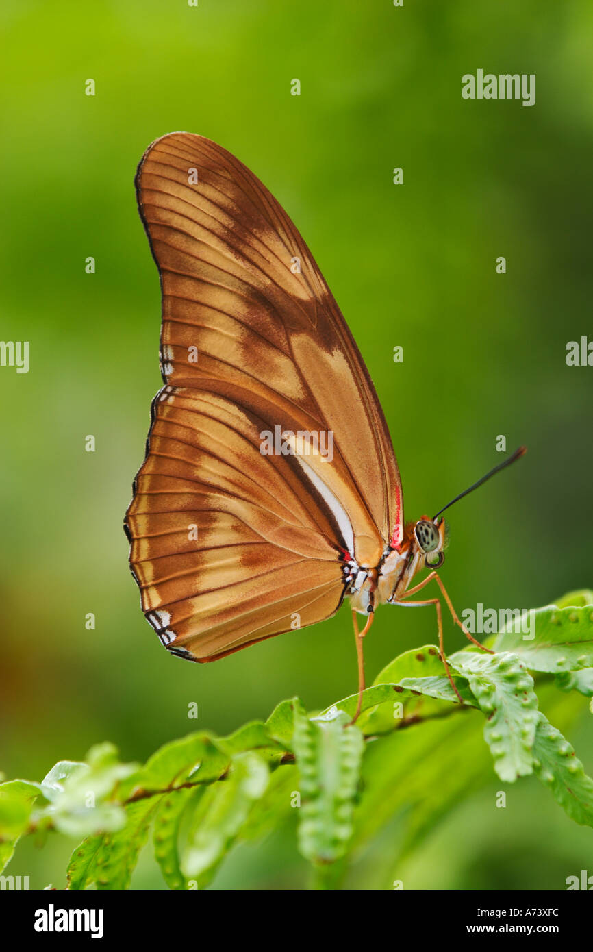Julia butterfly, Dryas julia Stock Photo - Alamy