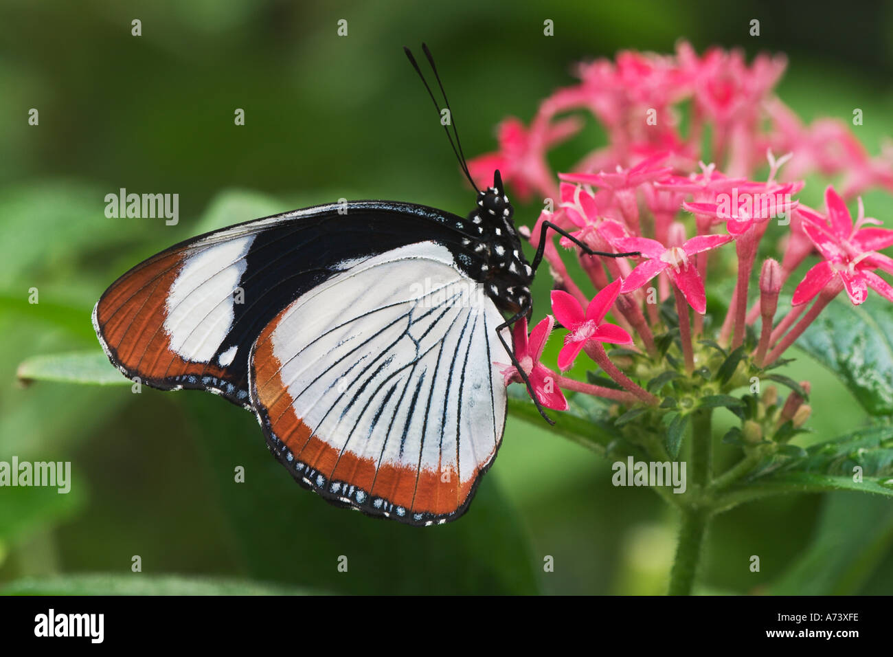 Butterfly from Africa Stock Photo - Alamy