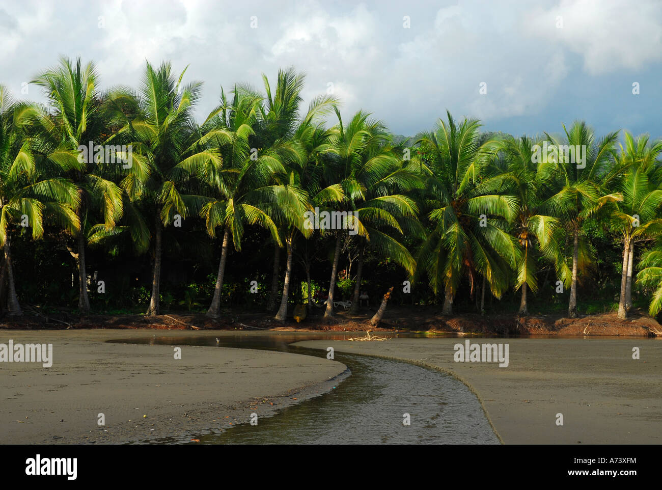 Mouth of the river with palmtrees on Matapalo Beach, Puntarenas ...