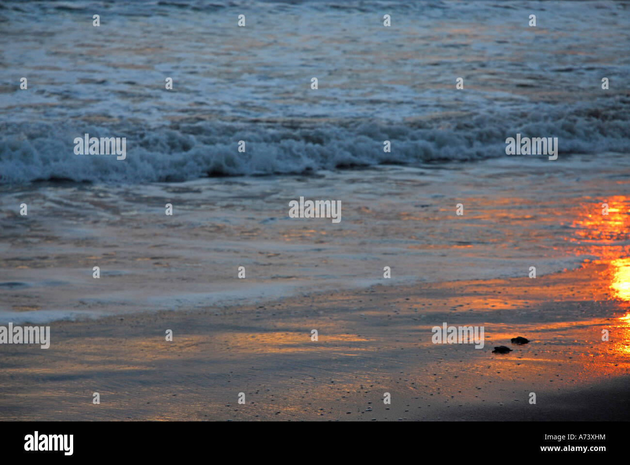 Baby Sea Turtle Hatching Egg High Resolution Stock Photography and ...