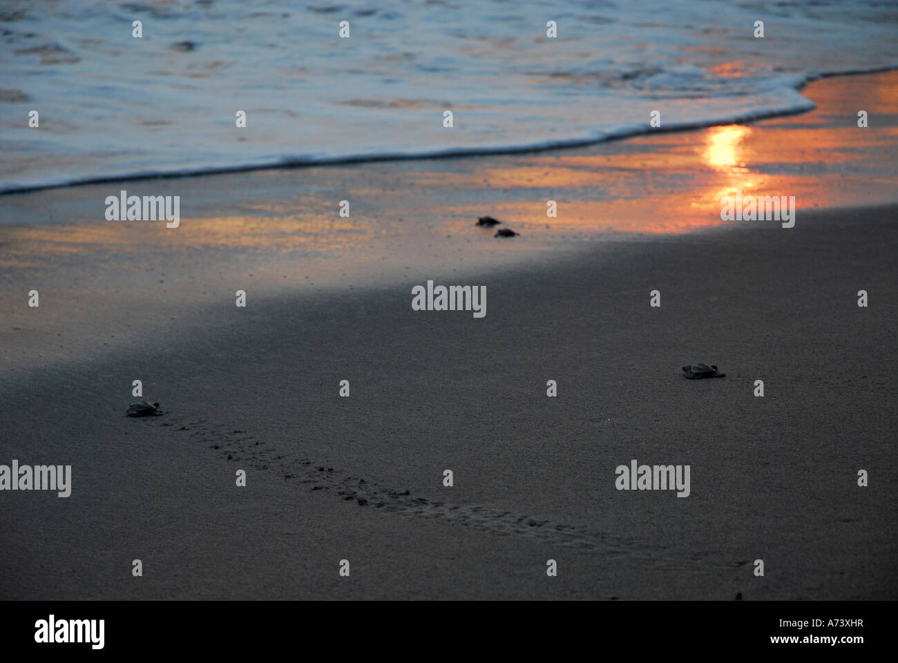 Olive Ridley Sea Turtle Hatchling marching towards the sea, Matapalo ...