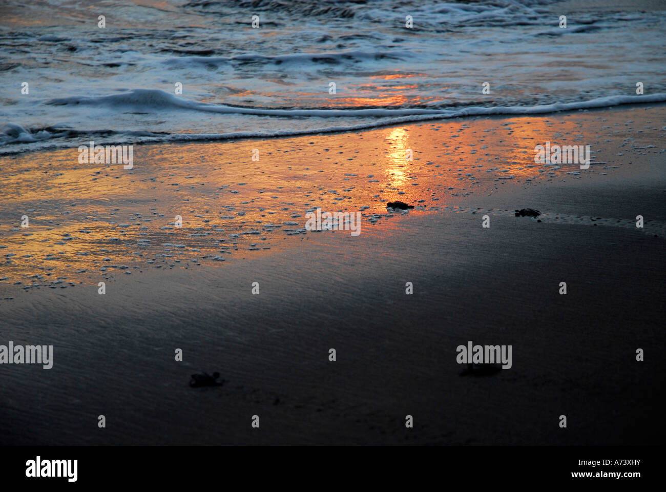 Olive Ridley Sea Turtle Silhouette High Resolution Stock Photography ...