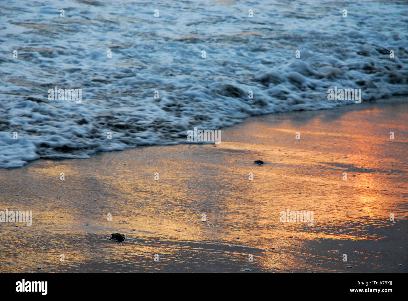 Olive Ridley Sea Turtle Hatchling marching towards the sea, Matapalo ...