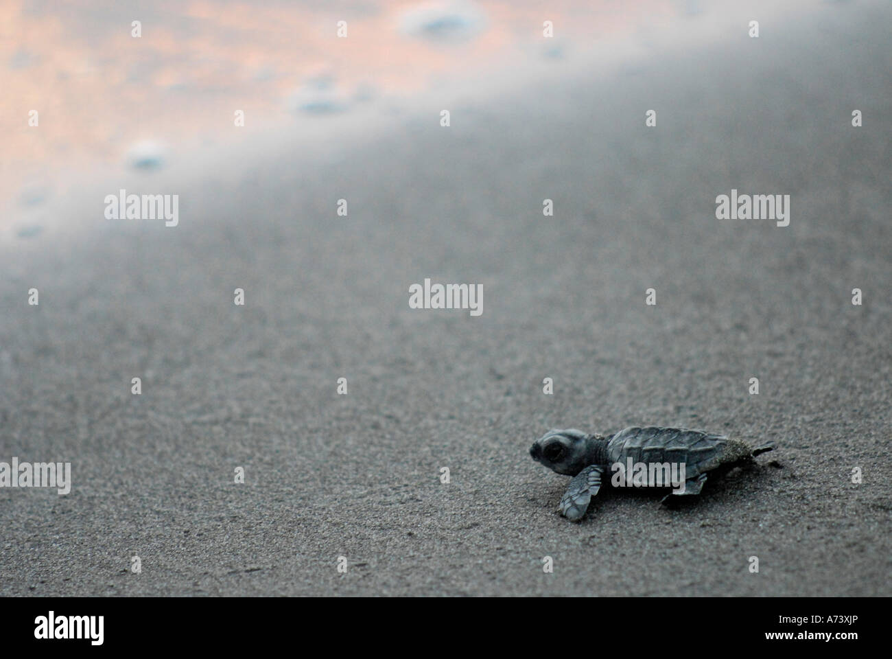 Baby sea turtle hatching egg hi-res stock photography and images - Alamy
