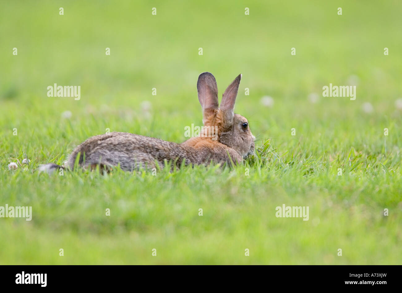 Wild Rabbit Resting on Grass "Oryctolagus cuniculus" UK Norfolk Stock ...