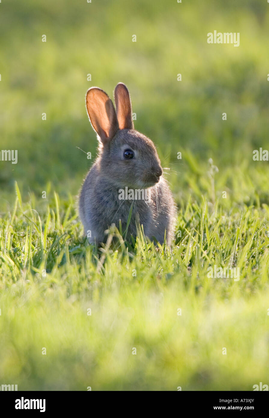 Young Wild Common Rabbit Oryctolagus cuniculus UK Norfolk Stock Photo ...
