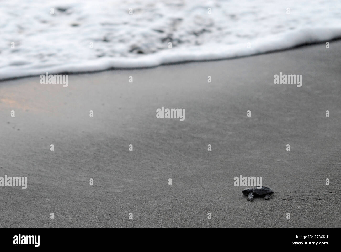 Olive Ridley Sea Turtle Hatchling marching towards the sea, Matapalo ...