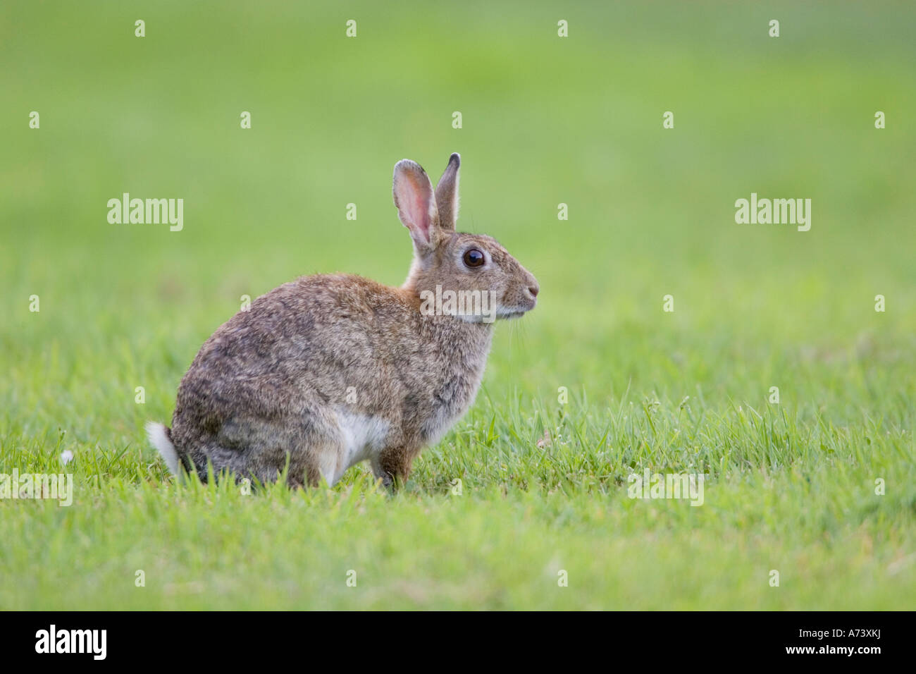 Young Wild Common Rabbit "Oryctolagus cuniculus" UK Norfolk Stock Photo ...