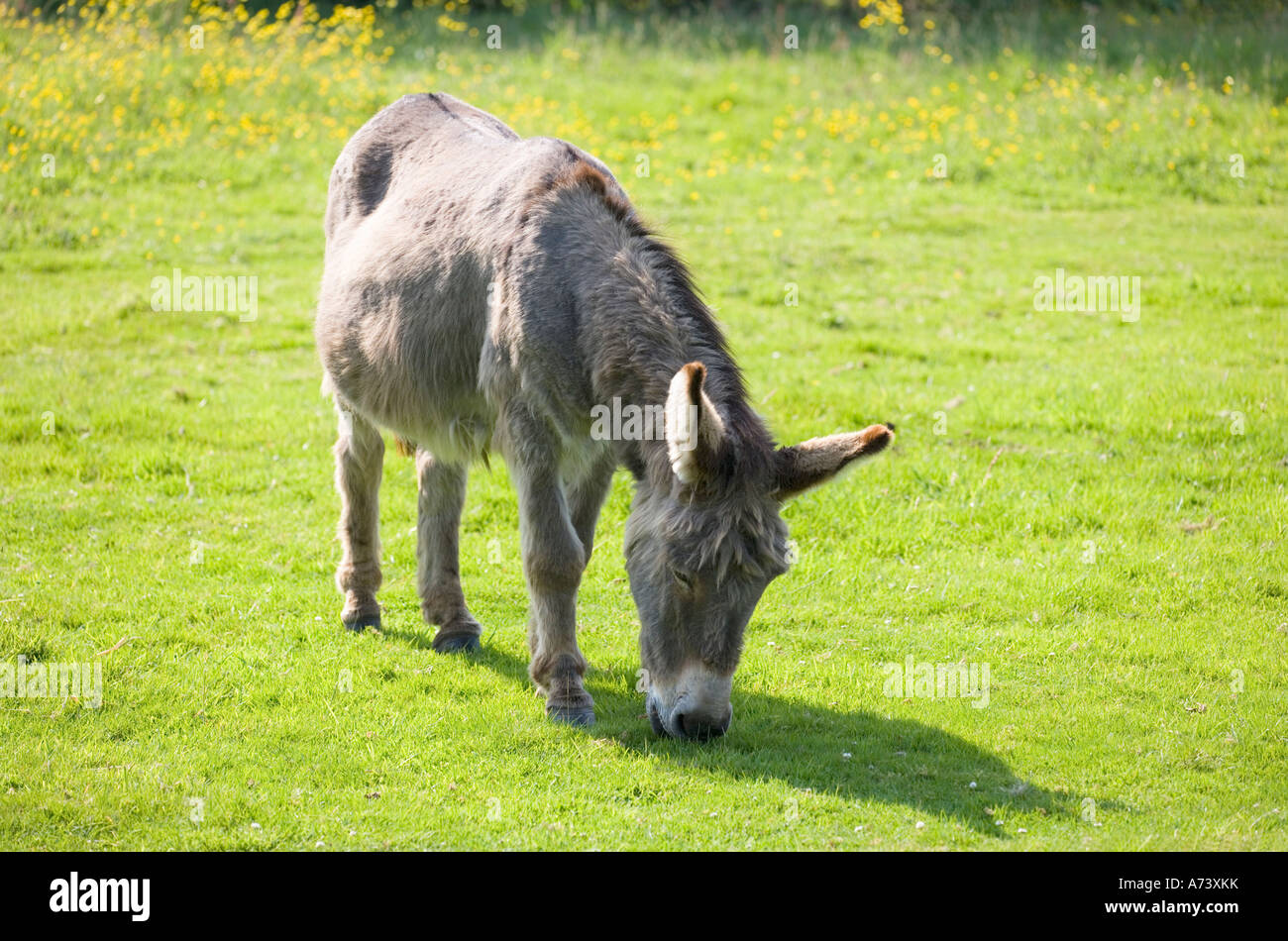 Donkey Grazing in Field UK Stock Photo - Alamy
