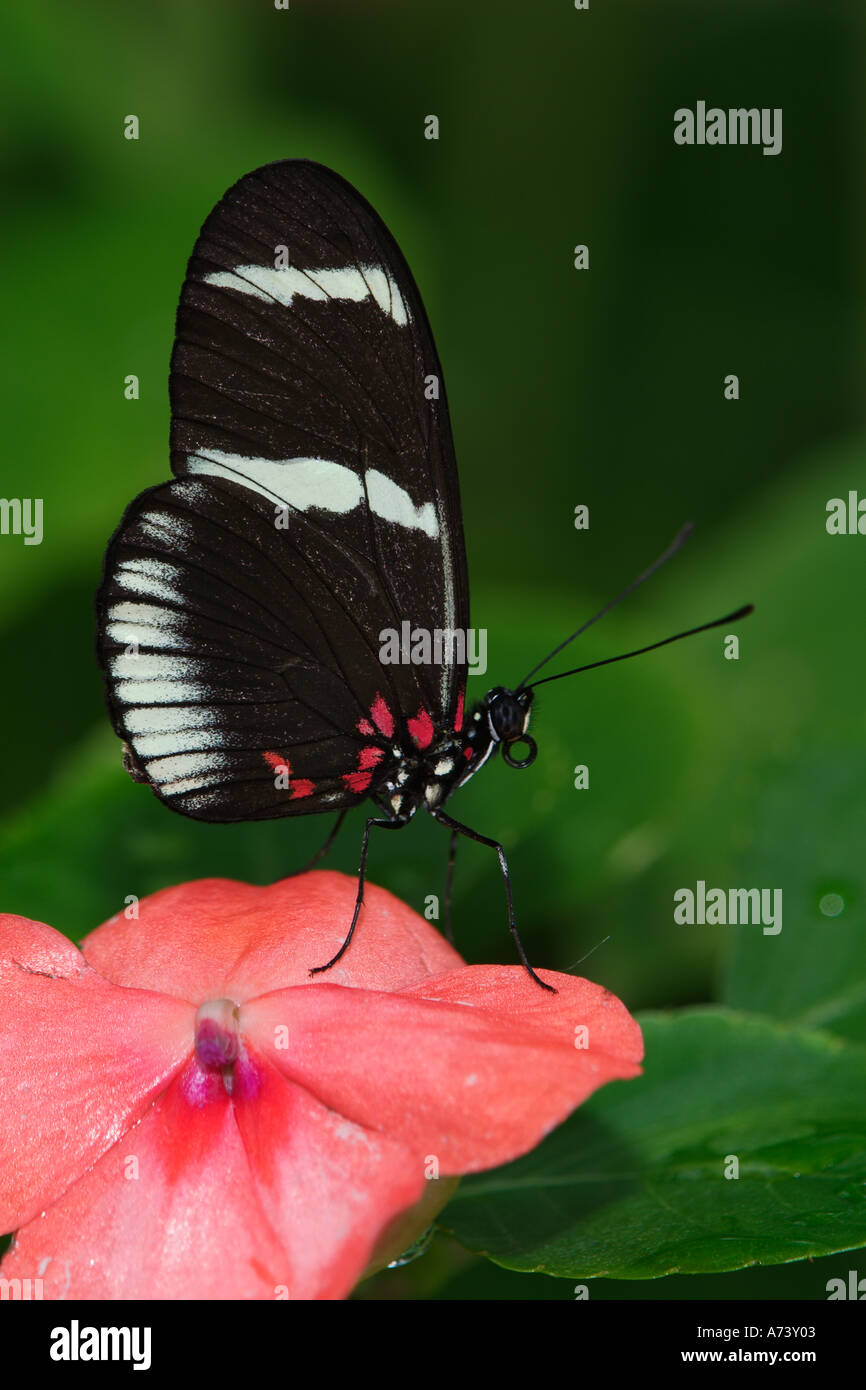 Small Postman butterfly, Heliconius erato Stock Photo - Alamy