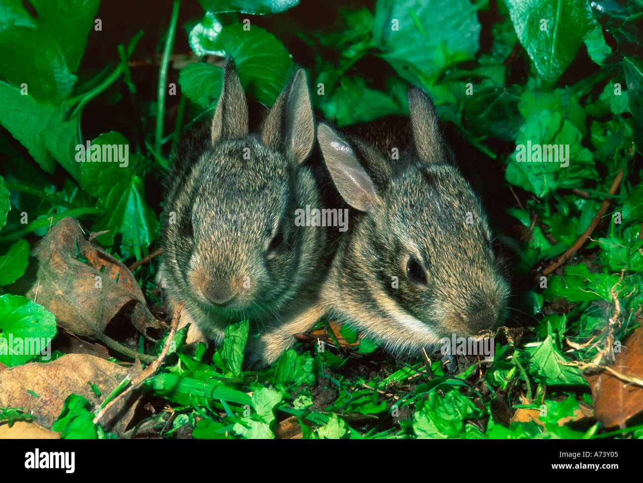 Baby bunny eastern cottontail hi-res stock photography and images - Alamy