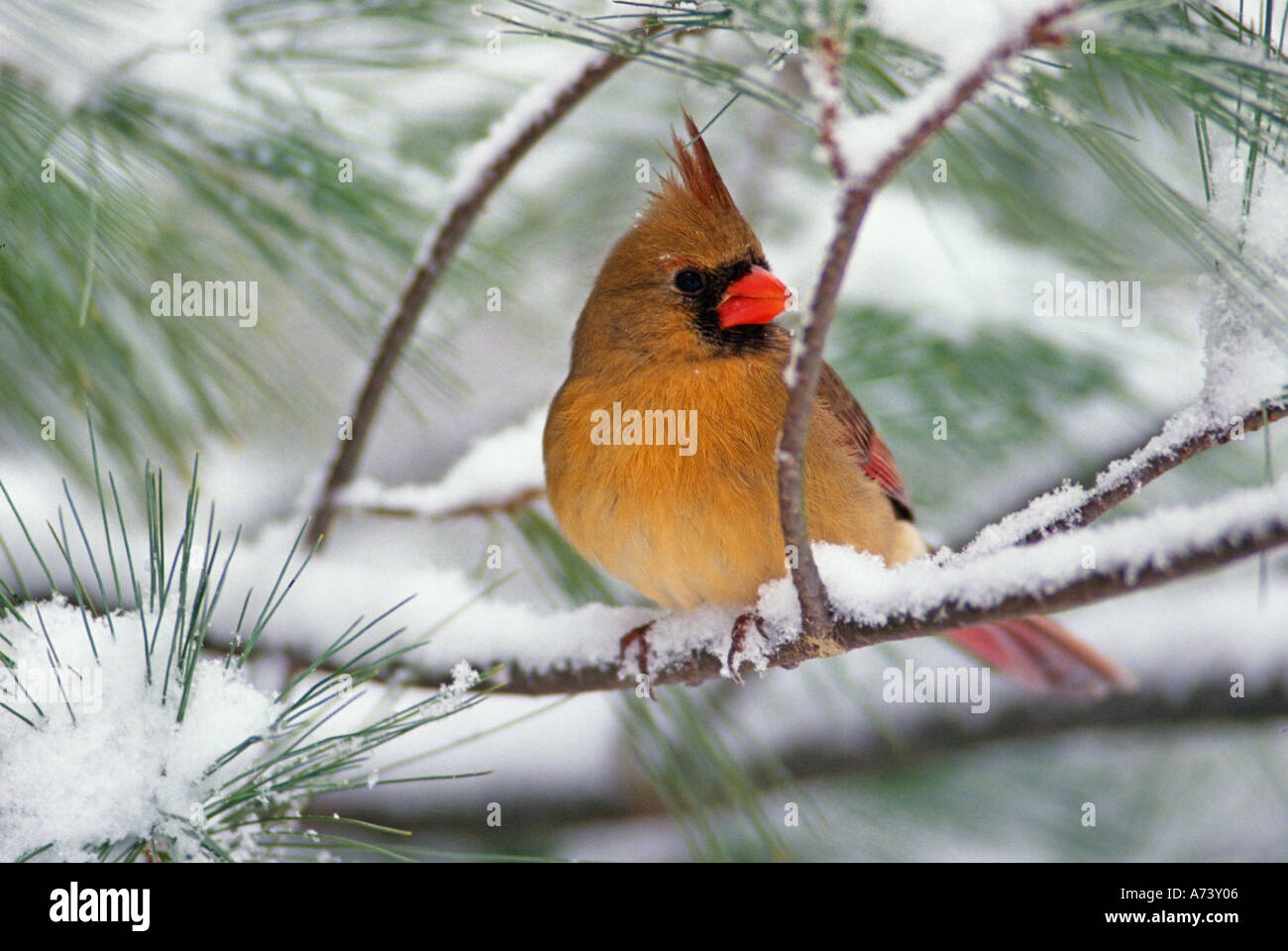 Female Northern Cardinal in snowy pine tree, Cardinalis cardinalis ...