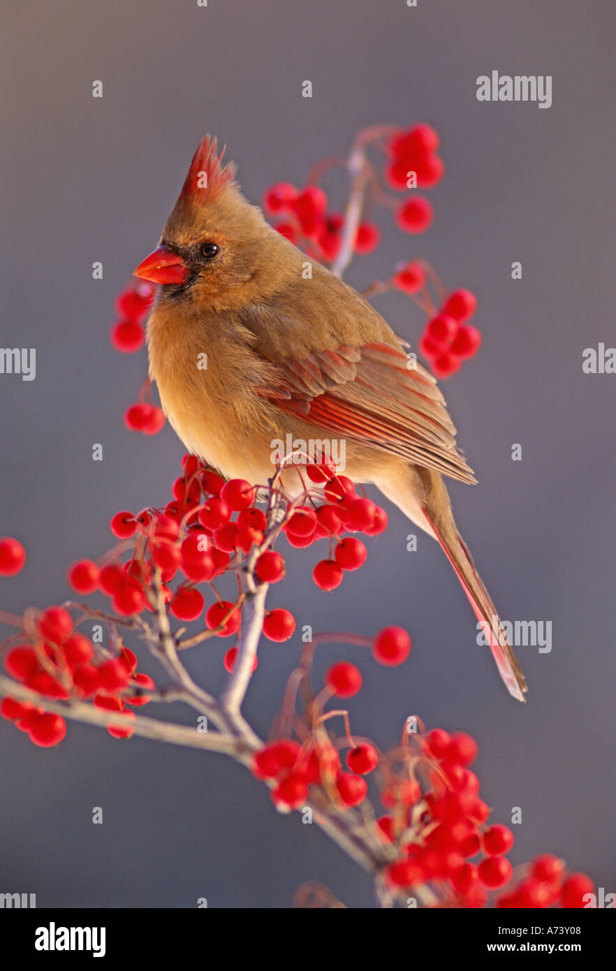 Female cardinal berries hi-res stock photography and images - Alamy