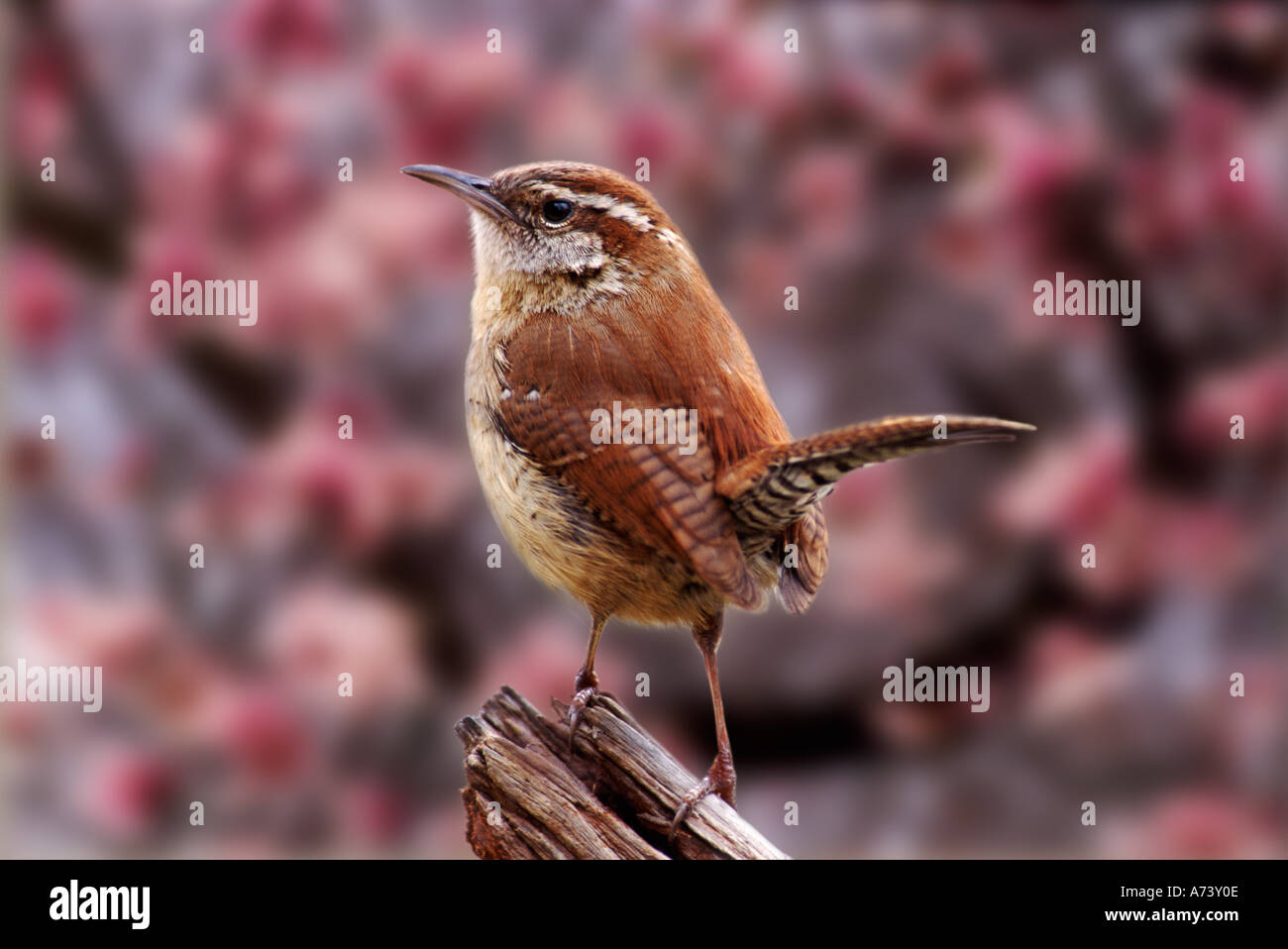 Carolina Wren, Thryothorus ludoviciantus Stock Photo - Alamy