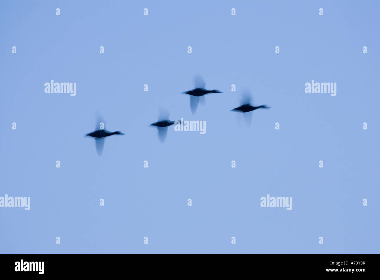 Four Mallard Duck Flying in Formation UK Norfolk Hickling Stock Photo ...