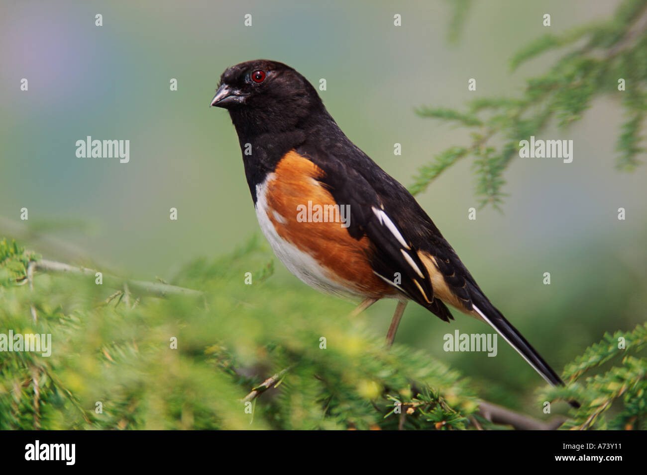Rufous sided towhee hi-res stock photography and images - Alamy