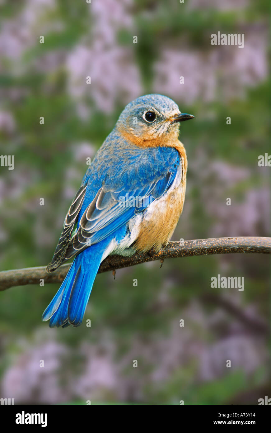 Female Eastern Bluebird, Sialia sialis Stock Photo - Alamy Female Eastern Bluebird, Sialia sialis Stock Photo - Alamy