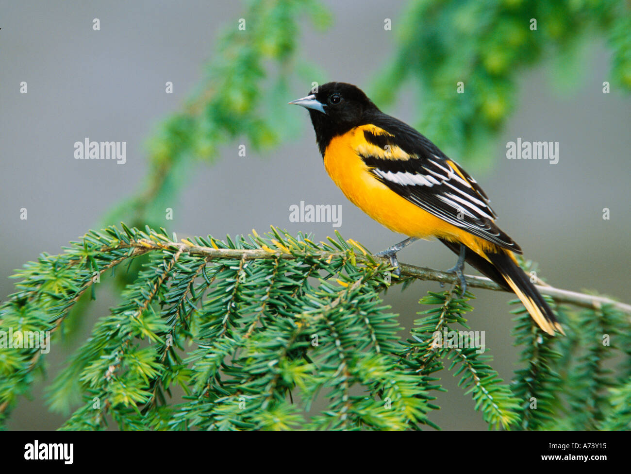 Male Baltimore Oriole, Icterus galbula, Male Baltimore Oriole, Icterus ...