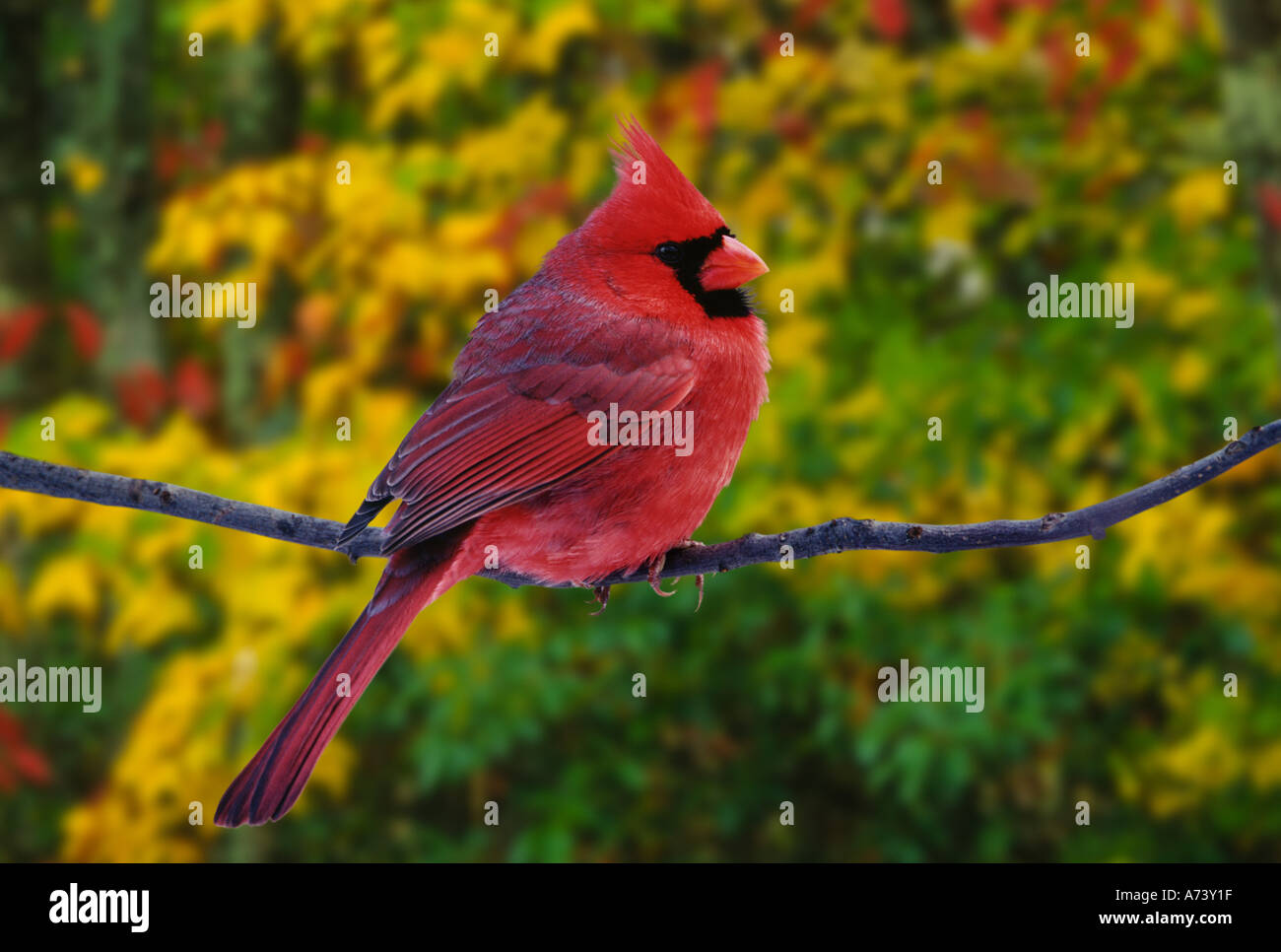Male Northern Cardinal in autumn, Cardinalis Stock Photo - Alamy