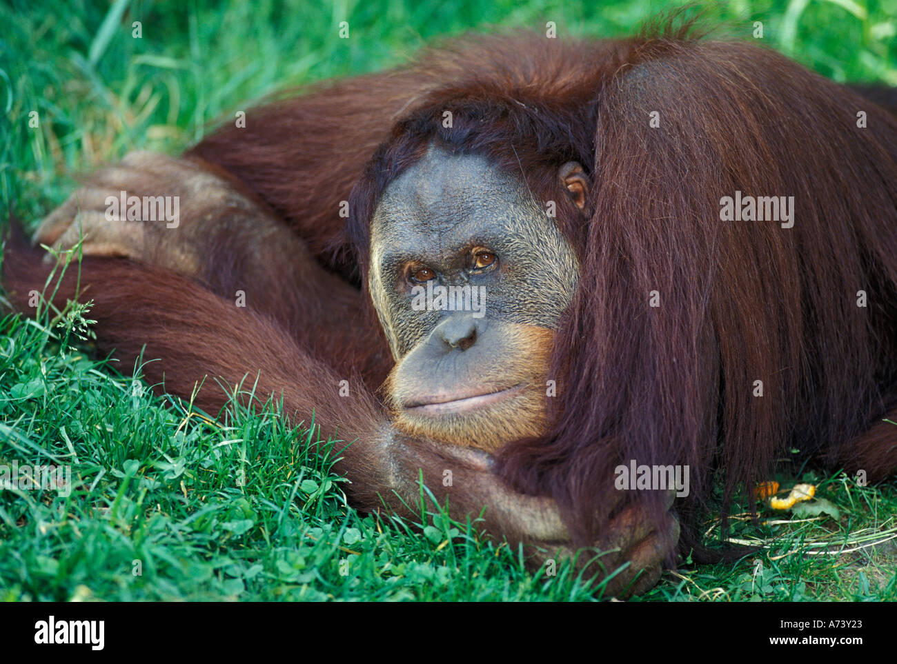 Sumatran Orangutan, Pongo pygmaeus Stock Photo - Alamy