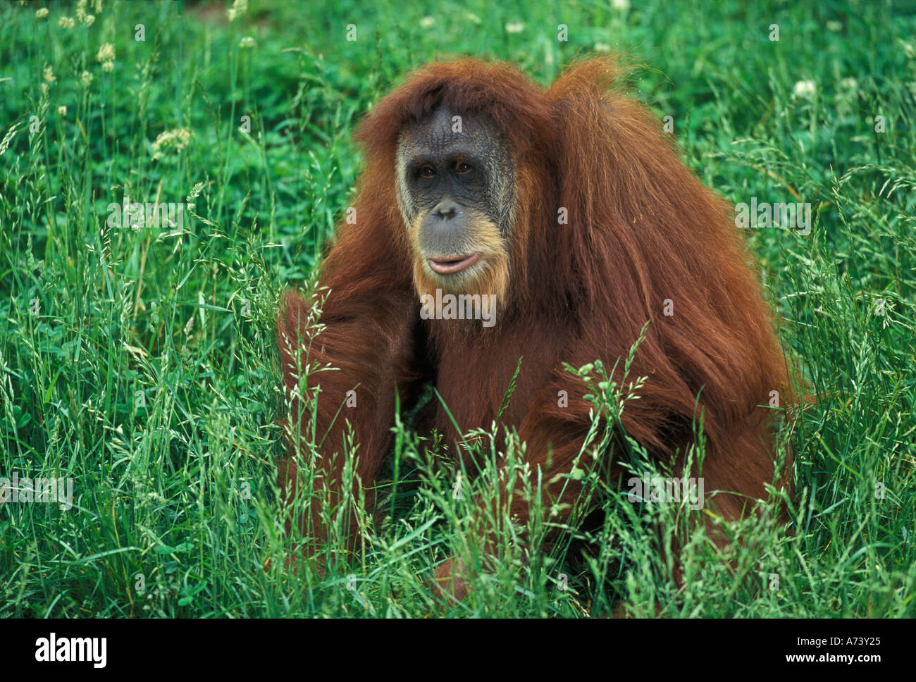 Sumatran Orangutan, Pongo pygmaeus Stock Photo - Alamy