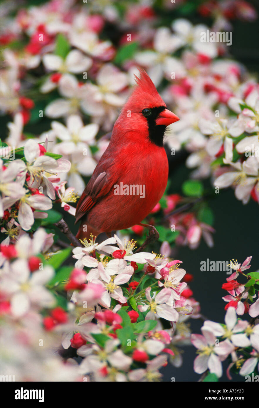 Male Northern Cardinal among crabapple blossoms, Cardinalis Stock Photo ...