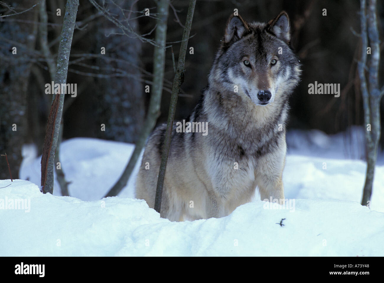 Eastern canada wolf hi-res stock photography and images - Alamy