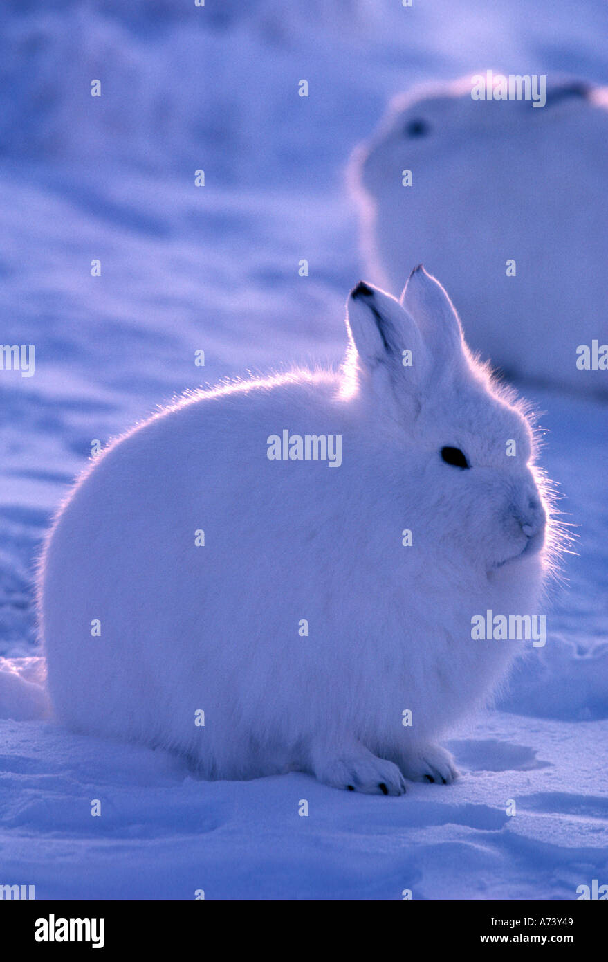 North America, Canada, Ellesmere Island, Arctic hare Stock Photo - Alamy