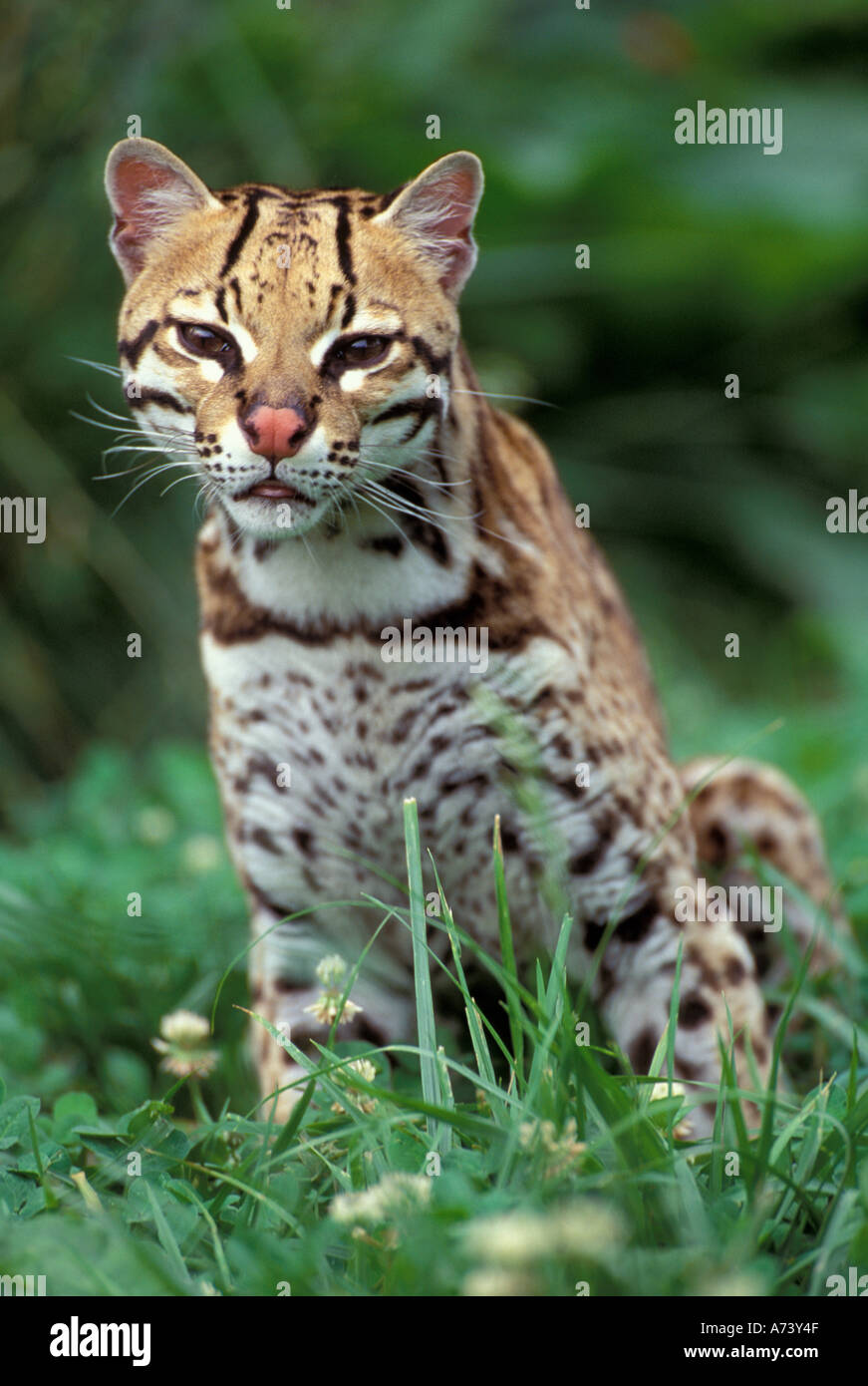 Range: Southern USA to South America, Ocelot (Felis pardalis) sitting ...