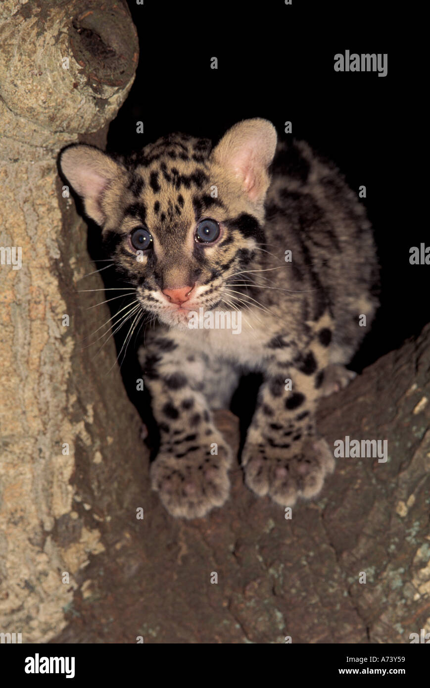 Clouded leopard tree hi-res stock photography and images - Alamy